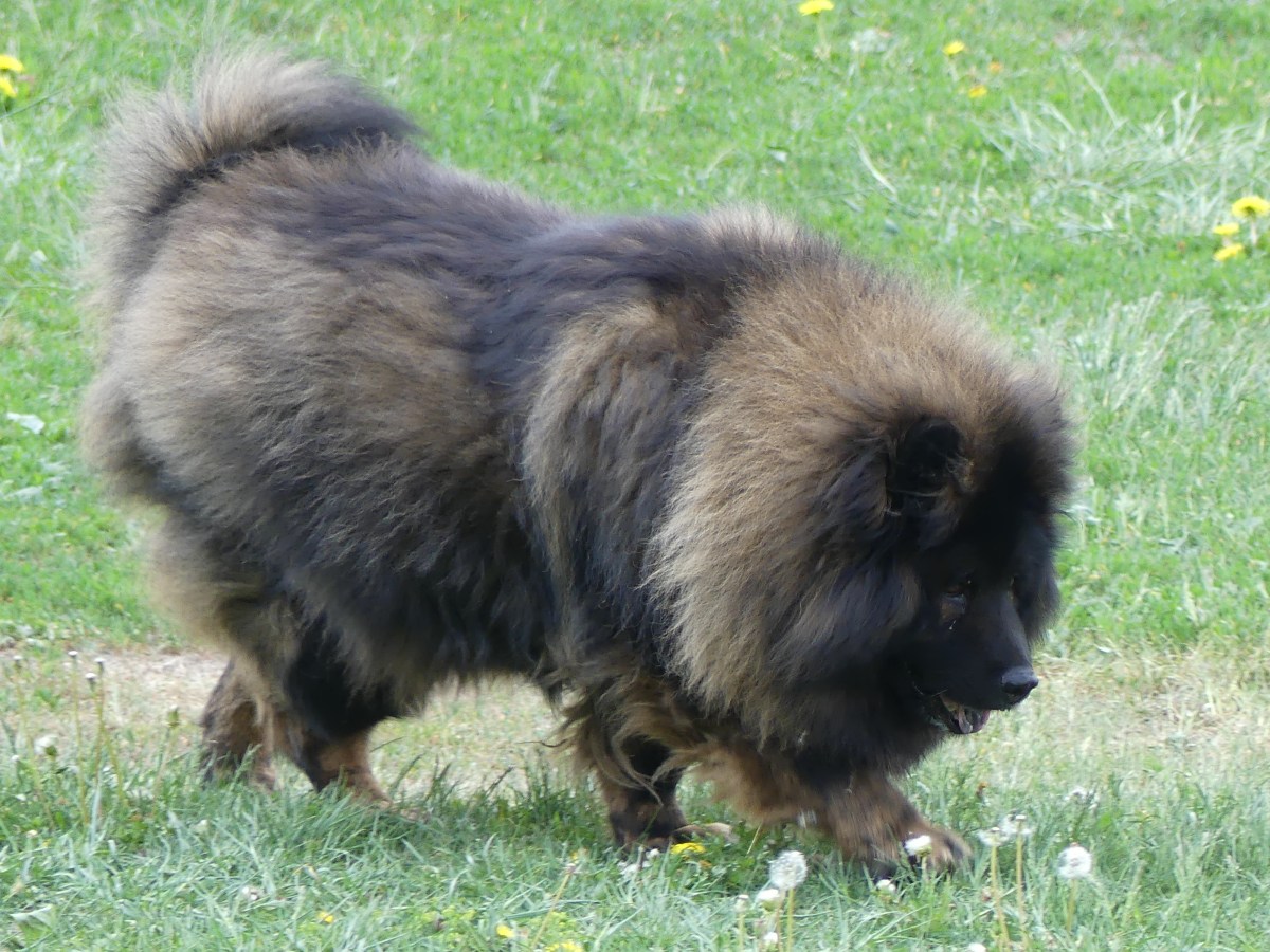 How To Choose A Dog Breed For Your Type – World Typology