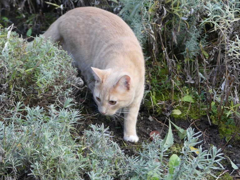 A New Classification of Feral and Domestic Cats for Your Type of ...