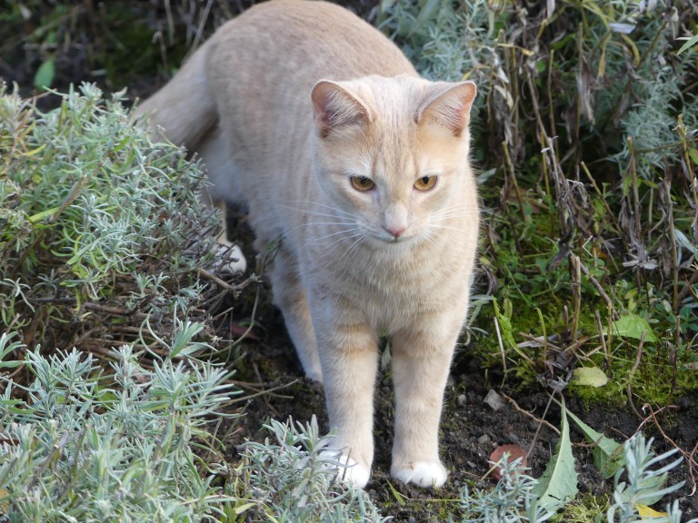 Classification of Cats According to your Type – World Typology